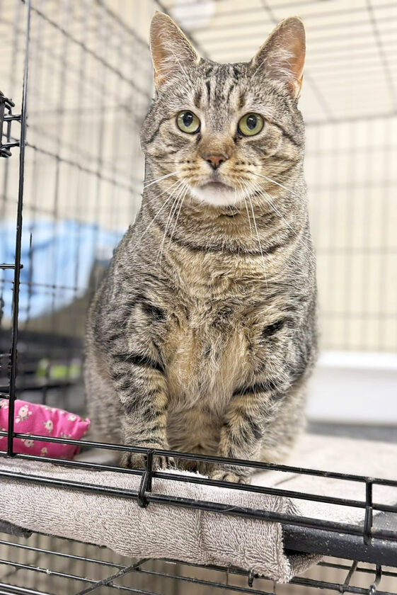 Cat rescue center holding adoption event Saturday | News, Sports, Jobs ...